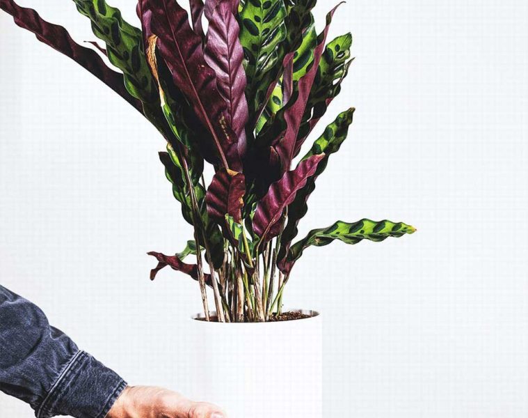 Calathea Rufibarba Care Guide - Garden and Plant Care