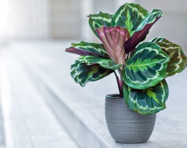 Calathea White Star (Majestica) Care Guide - Garden and Plant Care