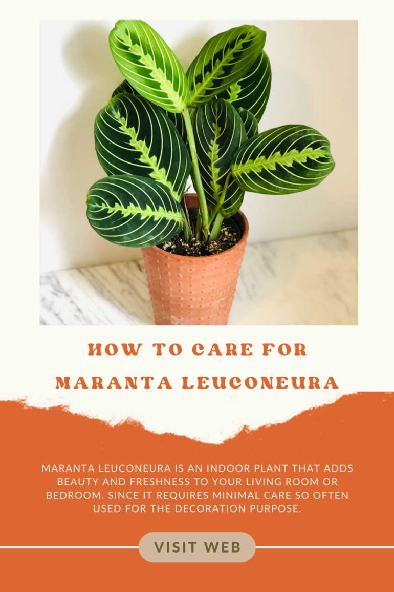 How to Care for Maranta Leuconeura - Garden and Plant Care