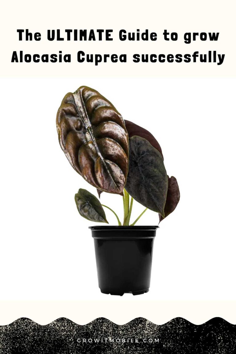 How to Take Care of Alocasia Cuprea - Garden and Plant Care